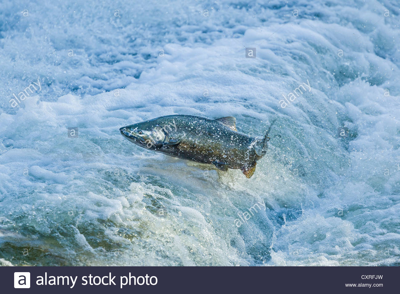 Chinook Salmon Jumping High Resolution Stock Photography and Images - Alamy