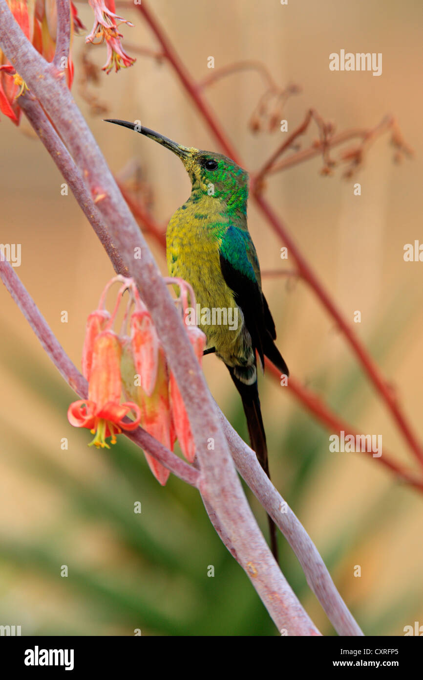 Nectarinia famosa hi-res stock photography and images - Alamy