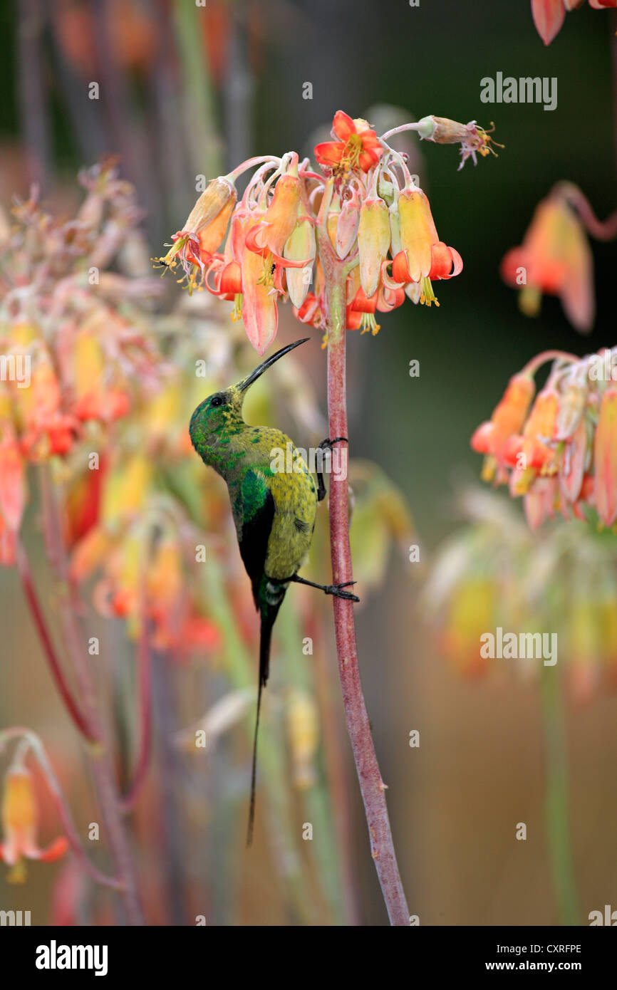 Nectarinia famosa hi-res stock photography and images - Alamy