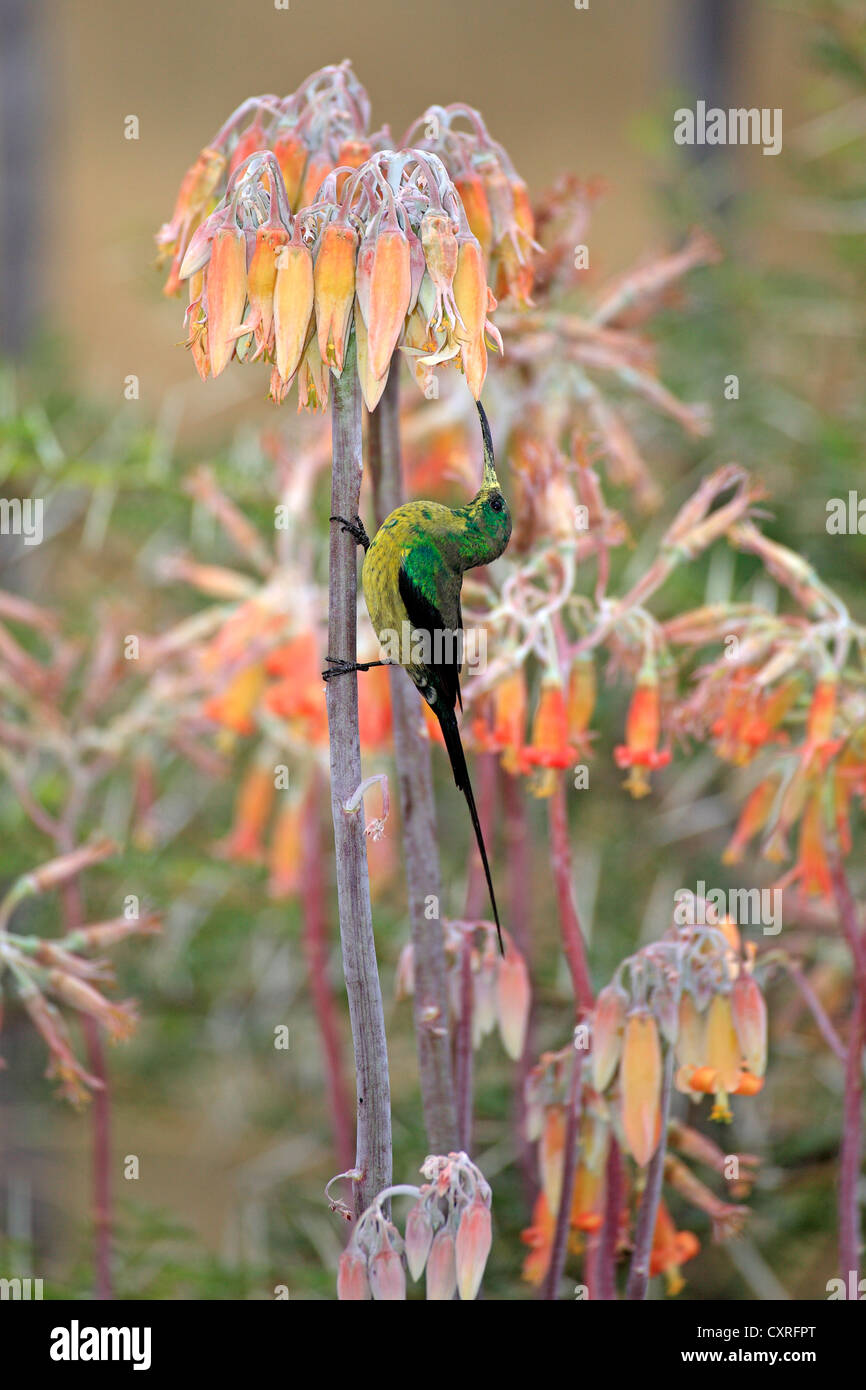Nectarinia famosa hi-res stock photography and images - Alamy