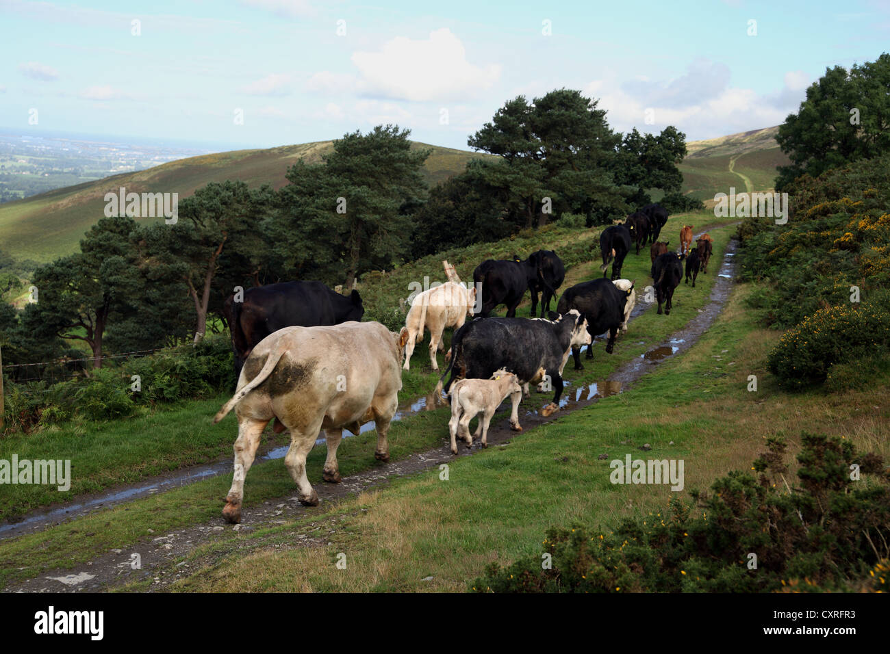 Herd of cows with bull walking along muddy country path near Moel ...