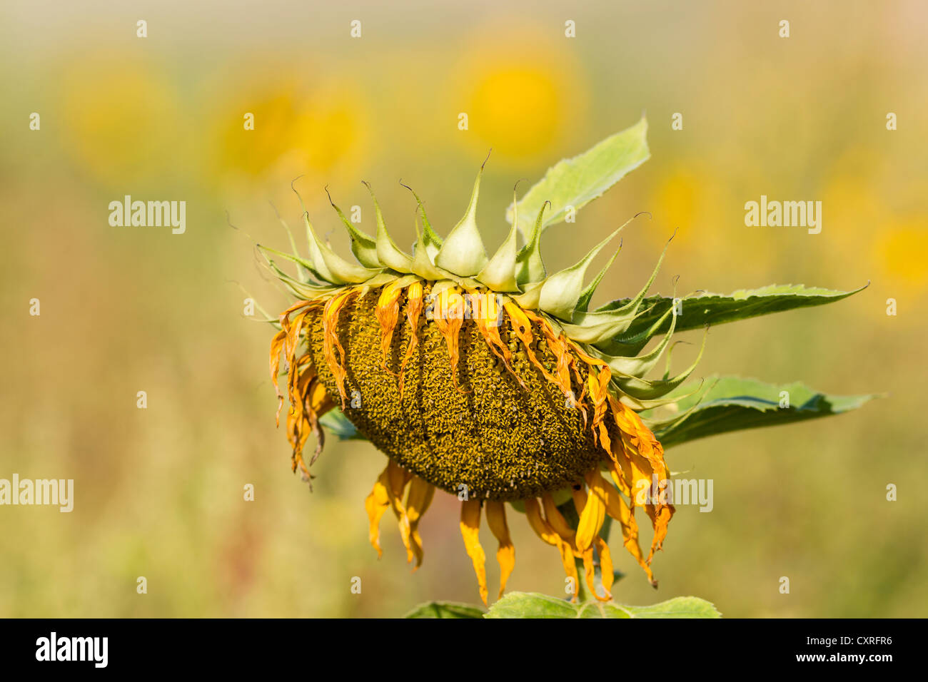 Sunflower withering hi-res stock photography and images - Alamy