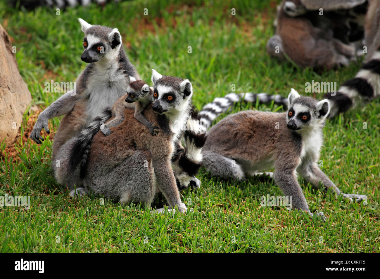 Group of lemurs hi-res stock photography and images - Alamy