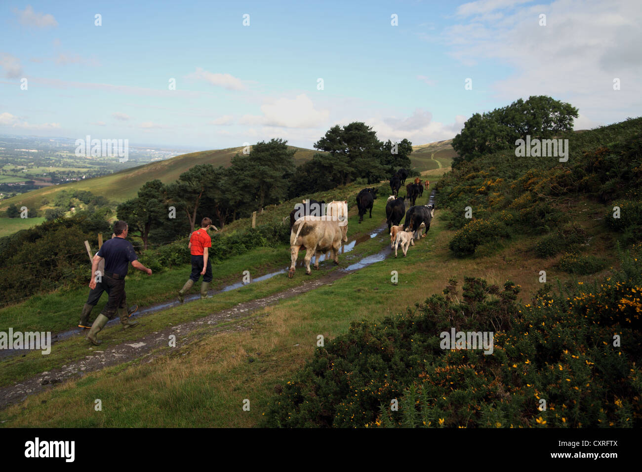 Bull cow herd rear hi-res stock photography and images - Alamy