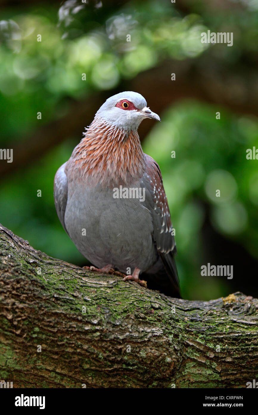 Red eyed dove hi-res stock photography and images - Alamy