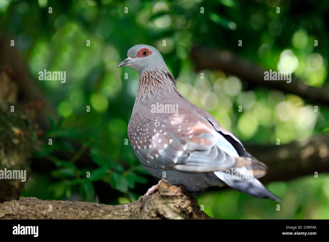 Red-eyed Dove (Streptopelia semitorquata), adult, perched on a lookout ...