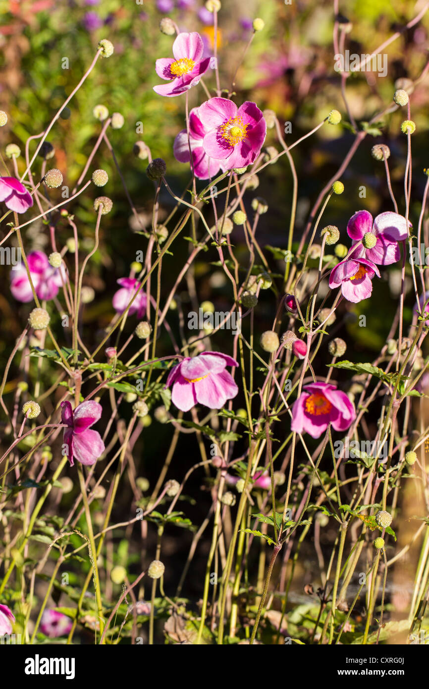 Dark pink Chinese or Japanese anemone, thimbleweed, or windflower ...