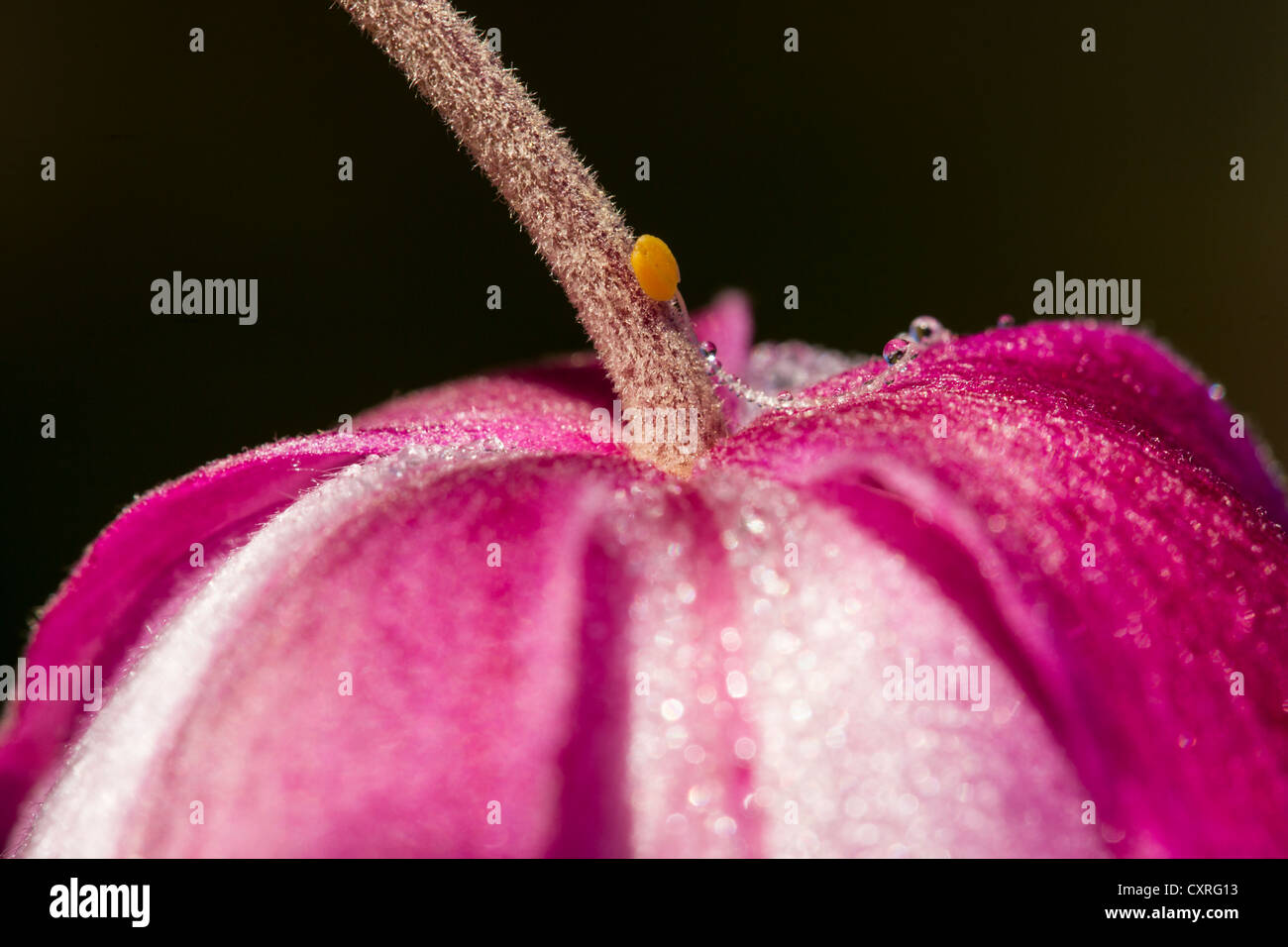 Japanese thimbleweed hi-res stock photography and images - Alamy