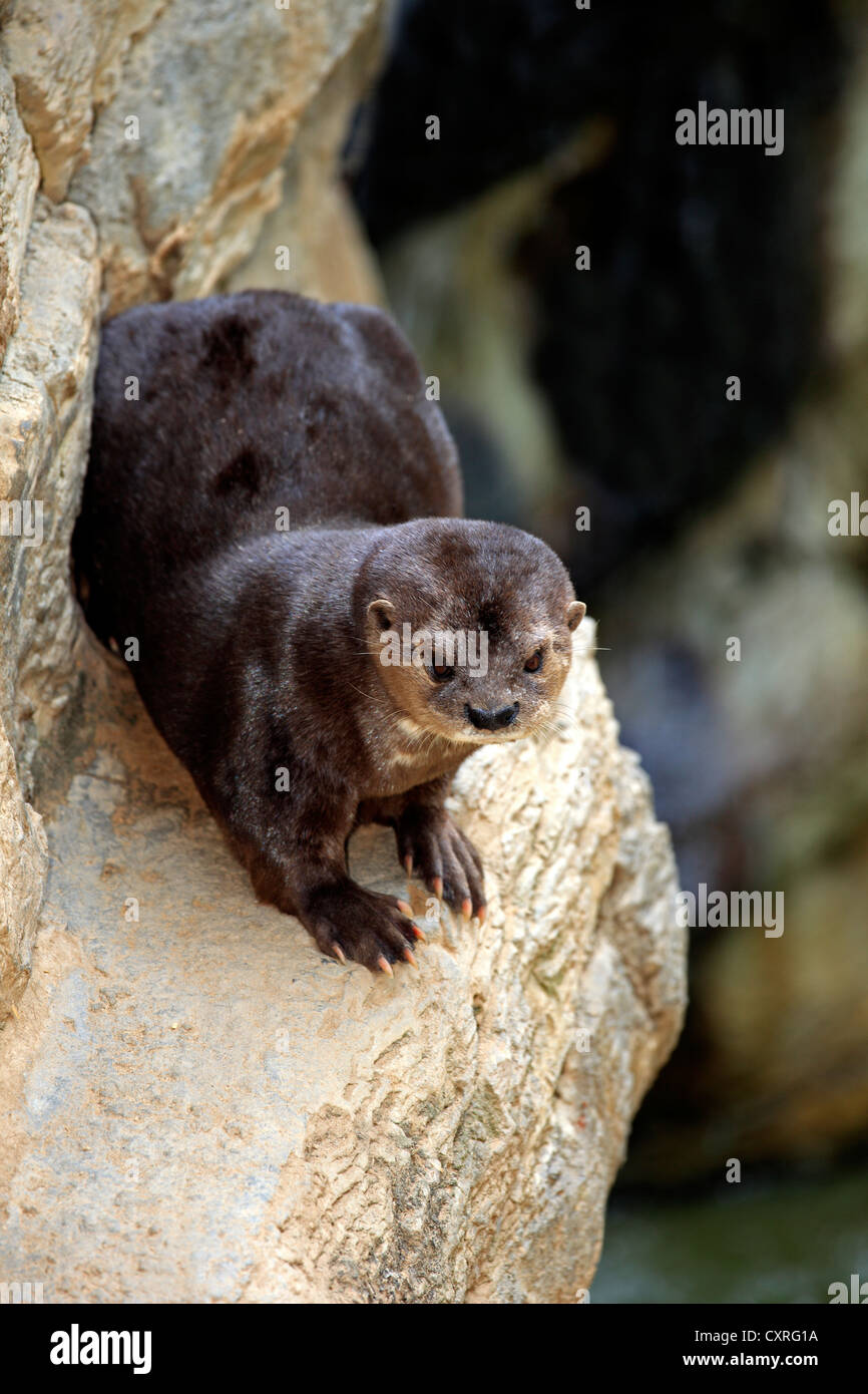 Spotted-necked Otter (Lutra maculicollis) on a rock, South Africa ...