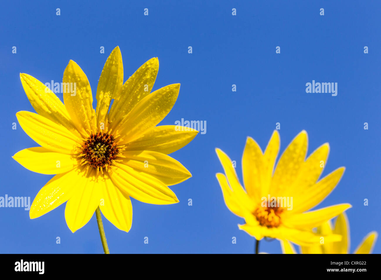 Sunroot flowers hi-res stock photography and images - Alamy