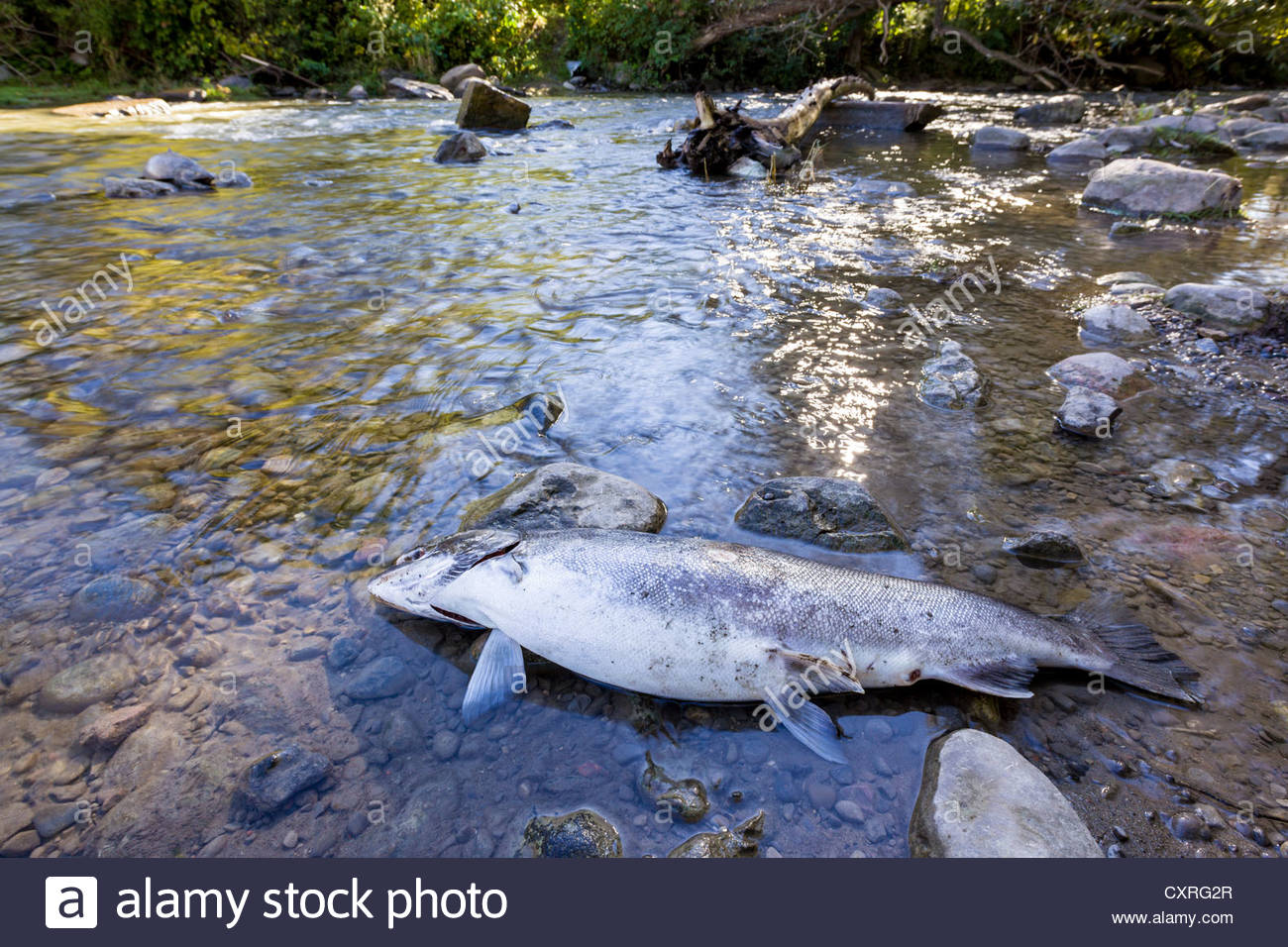 Dead Salmon Stock Photos & Dead Salmon Stock Images - Alamy