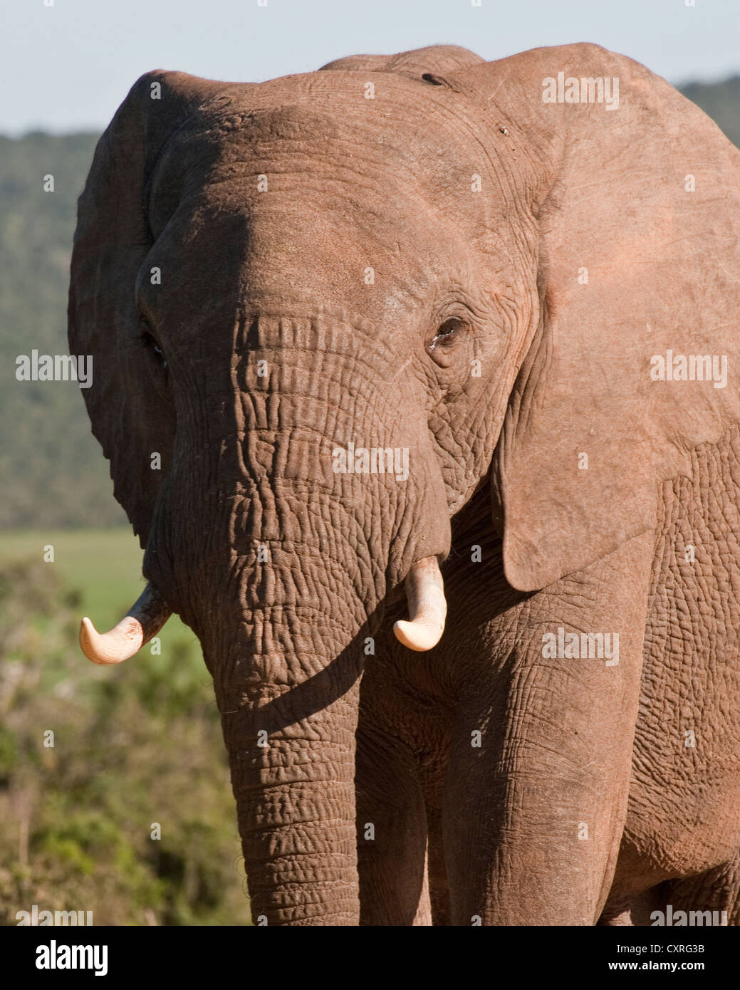 African bush elephant Stock Photo - Alamy