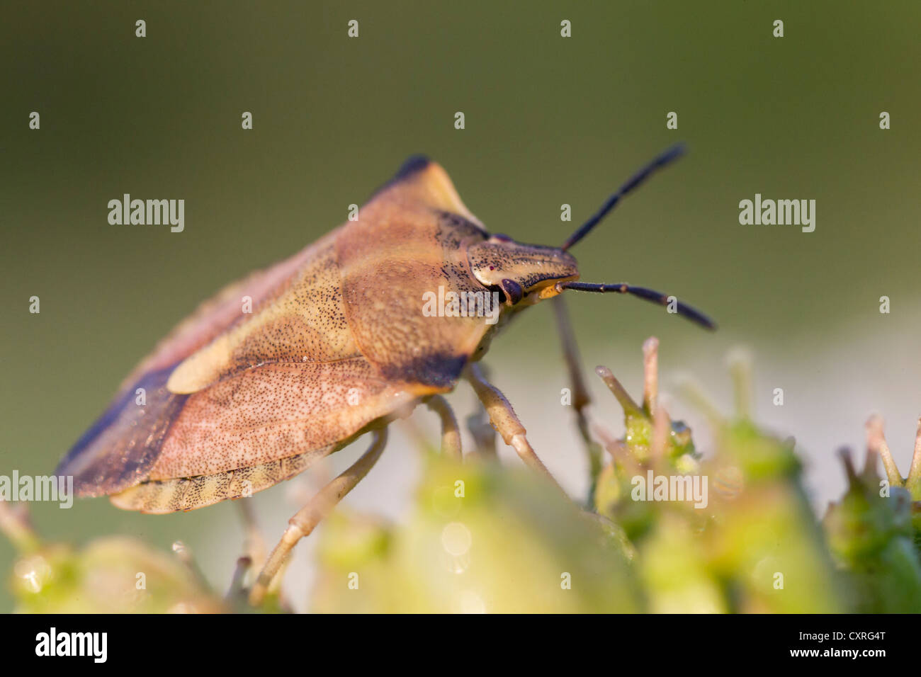Green Stink Bug or Common Green Shieldbug (Palomena prasina), Hesse ...