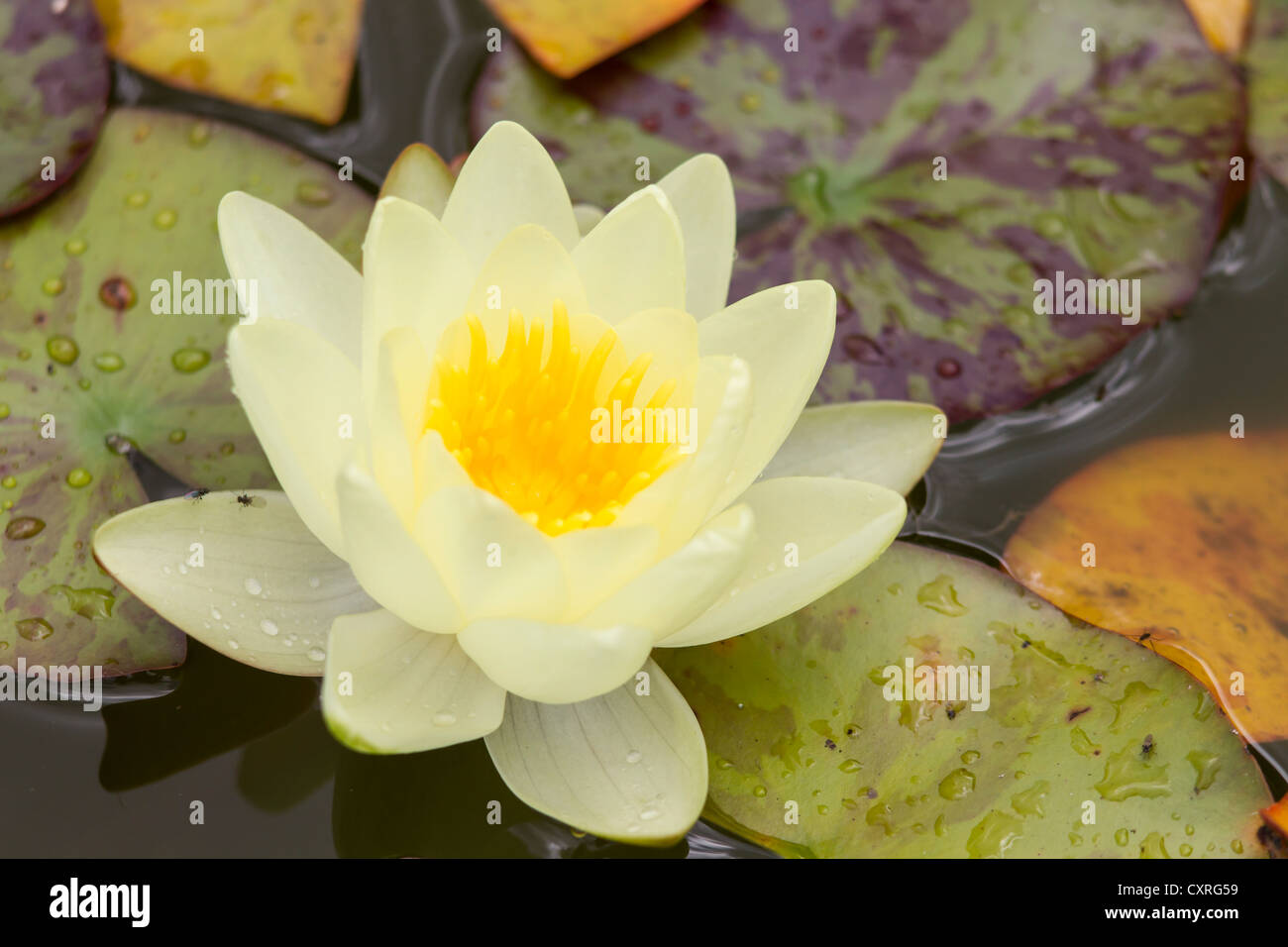 Yellow Water Lily (Nymphaea spp.), Hesse, Germany, Europe Stock Photo ...