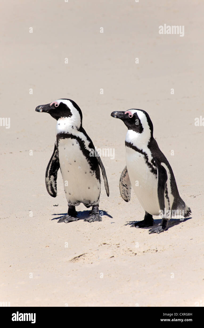 Jackass Penguins, African Penguins or Black-Footed Penguins (Spheniscus ...