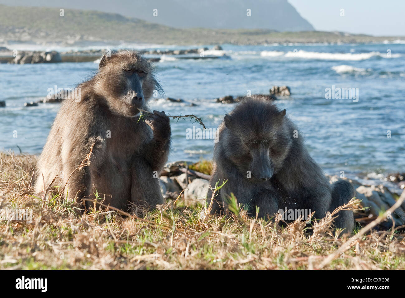 Cape of good hope baboon hi-res stock photography and images - Alamy
