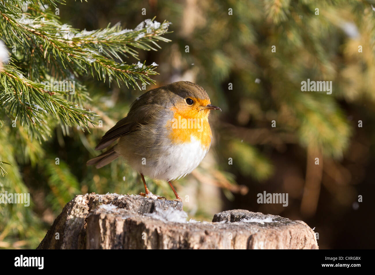 Robin (Erithacus rubecula), perched on a tree stump, Bad Sooden ...