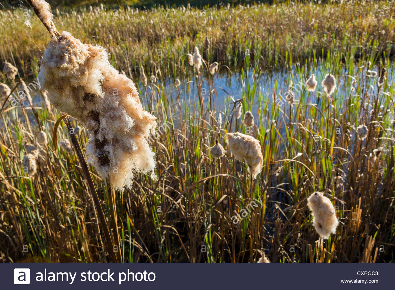 Cattail Stock Photos & Cattail Stock Images - Alamy