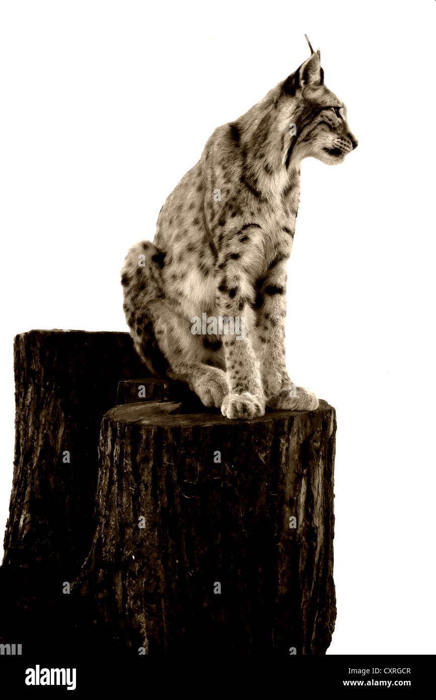 Endangered flora and fauna hi-res stock photography and images - Alamy