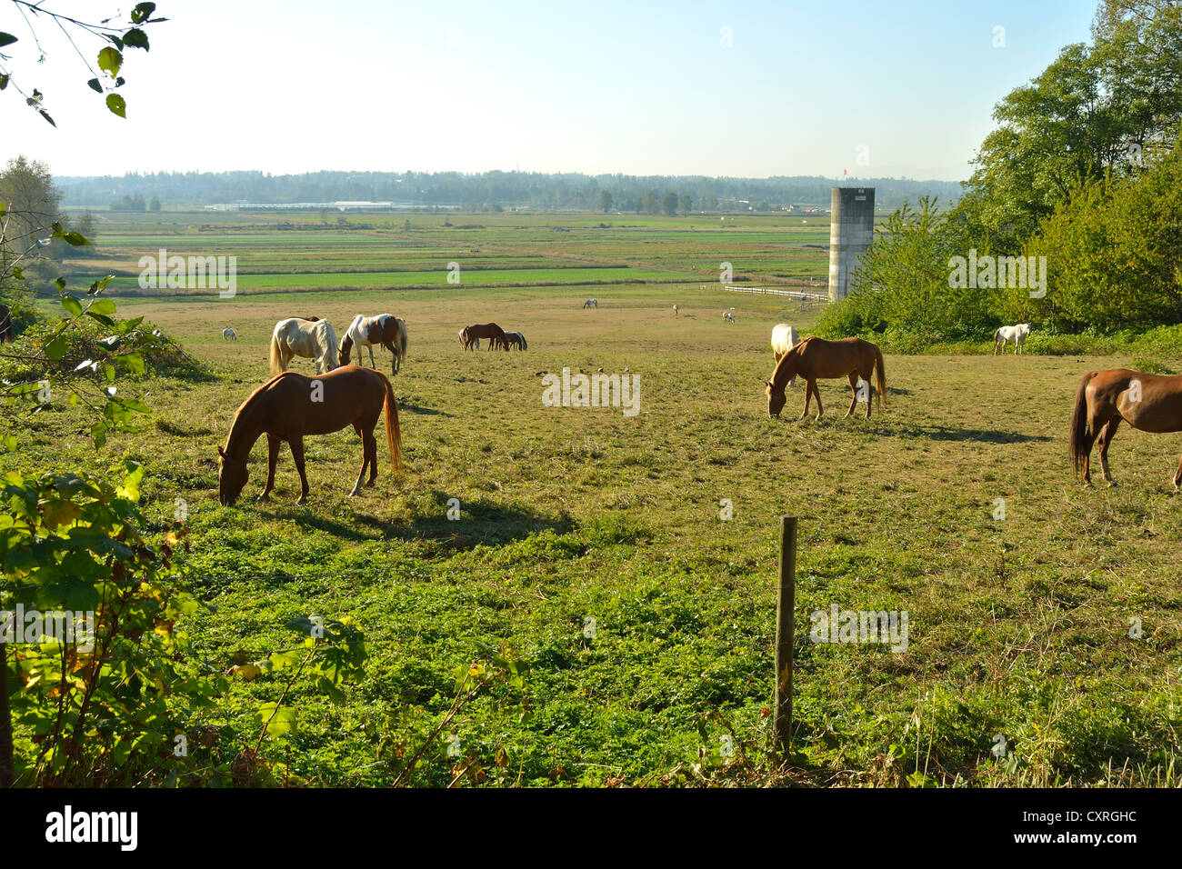 A herd of horses wandering and grazing happily about a field Stock ...