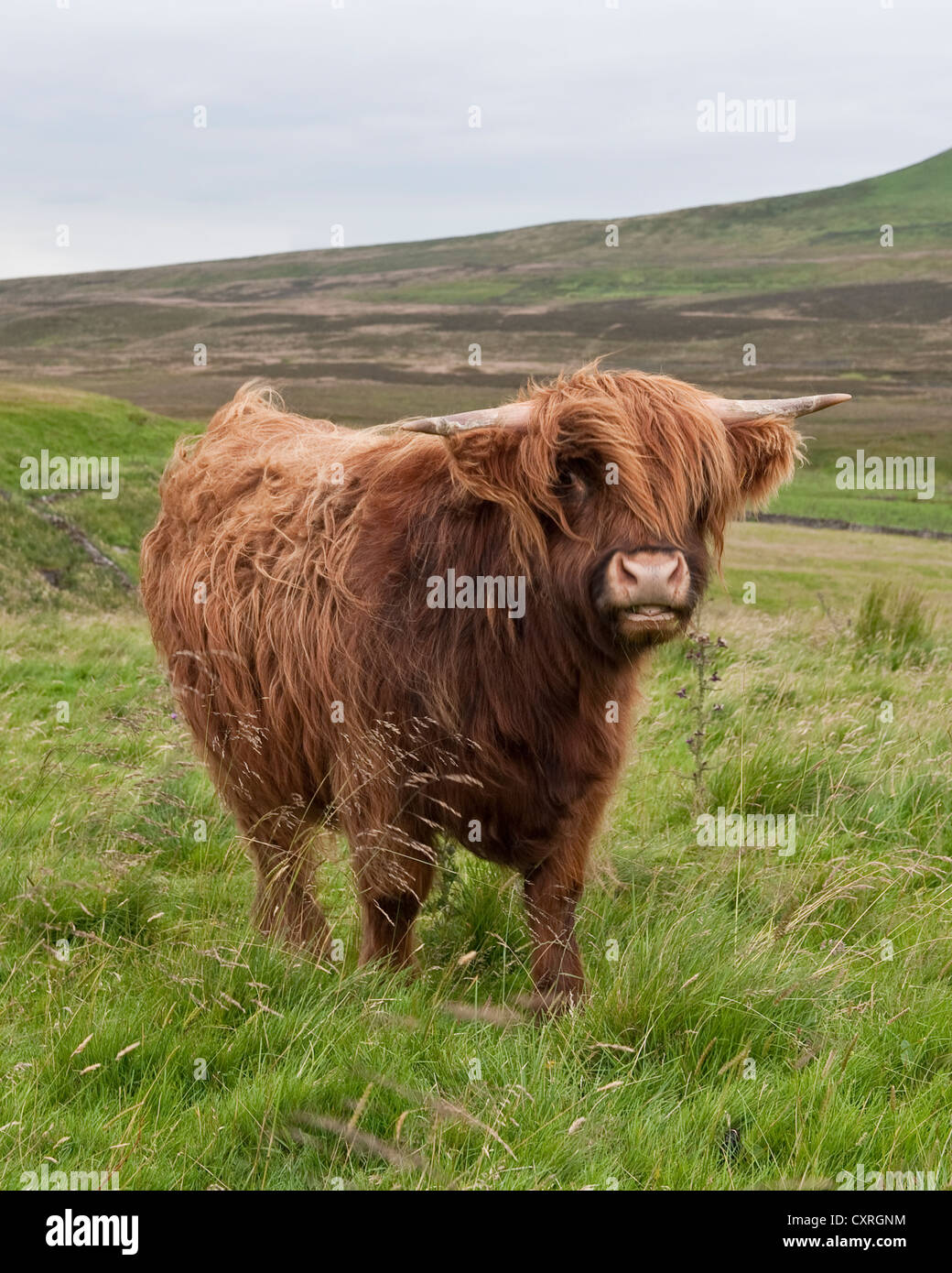 Breed red pedigree beef cow horns hi-res stock photography and images ...