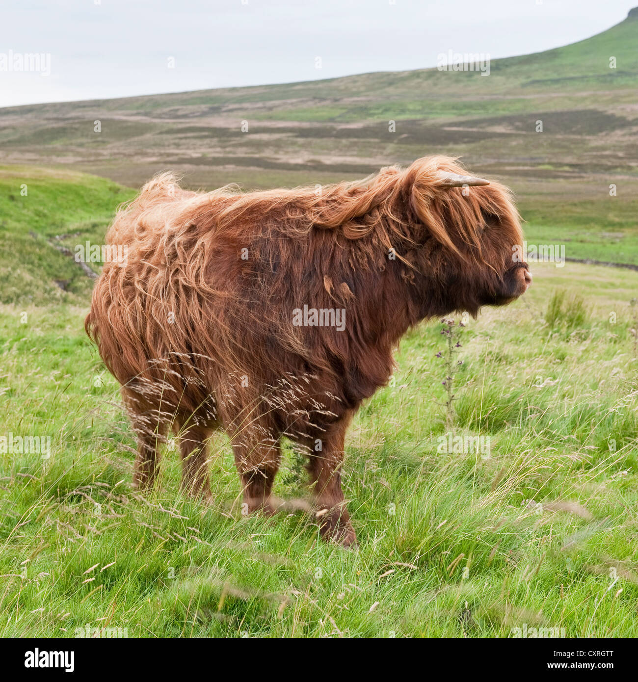 Breed red pedigree beef cow horns hi-res stock photography and images ...