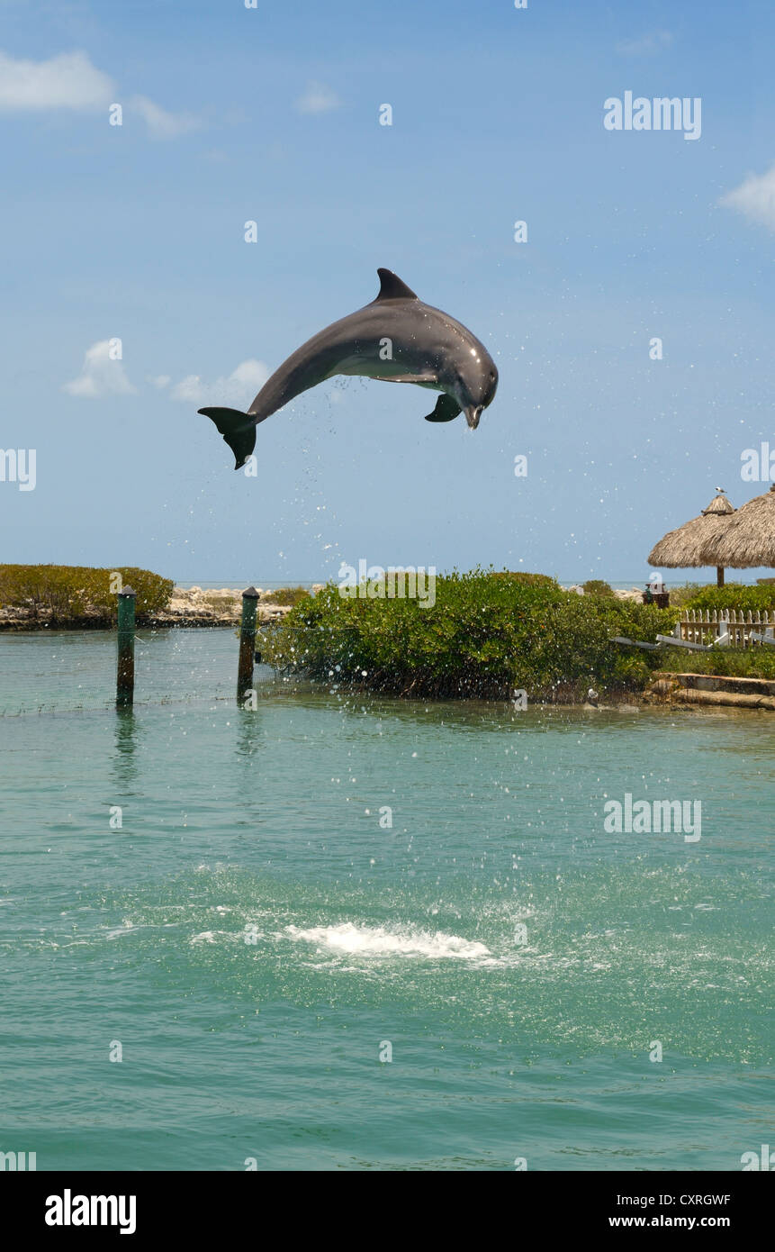 Common bottlenose dolphin (Tursiops truncatus) jumping, dolphin show ...