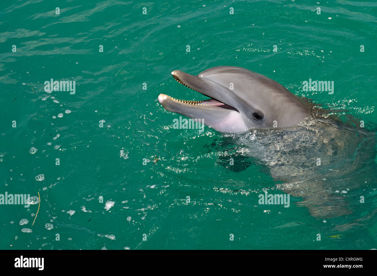 Common bottlenose dolphin (Tursiops truncatus), dolphin Show, Hawks Cay ...