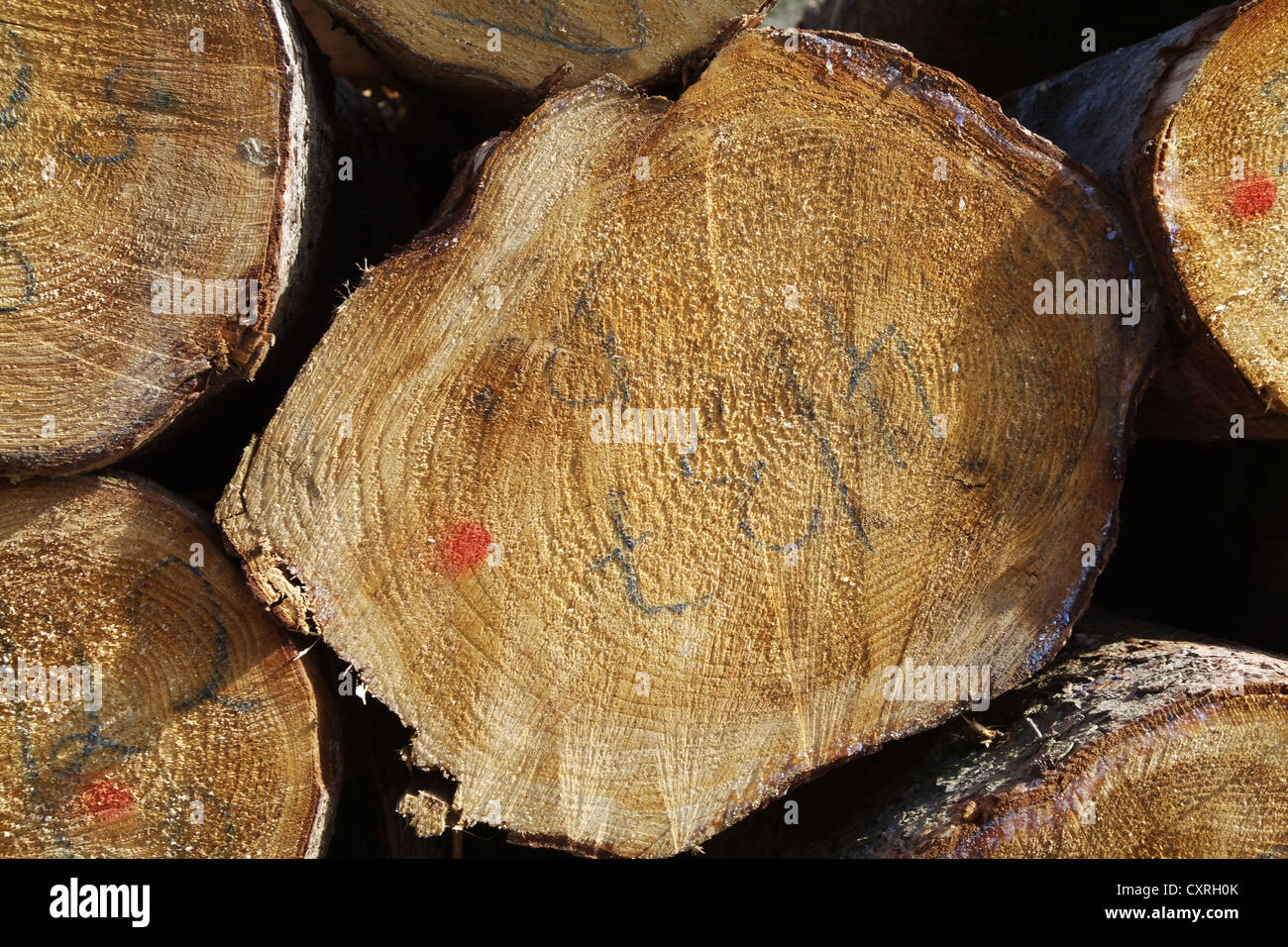 Ring of spruces hi-res stock photography and images - Alamy