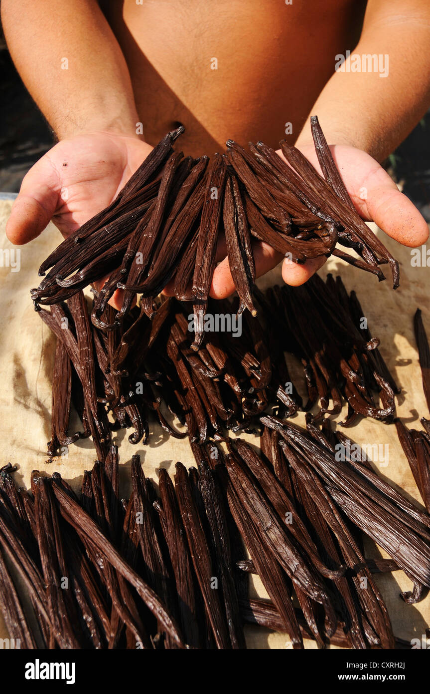 Dried vanilla beans or pods, vanilla spice, Vanilla Orchid (Vanilla ...