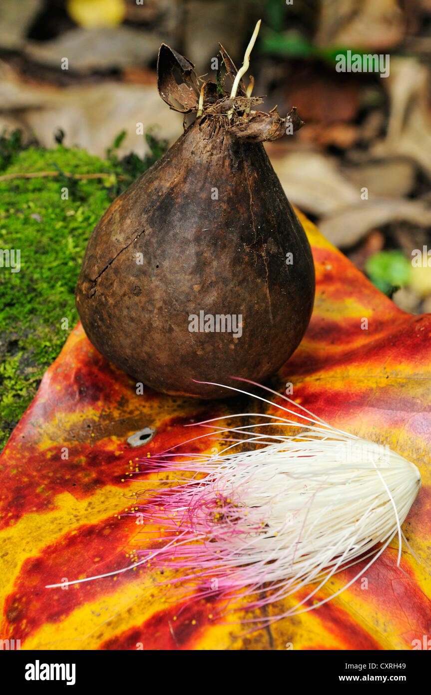 Panda nut, Moorea, Windward Islands, Society Islands, French Polynesia ...