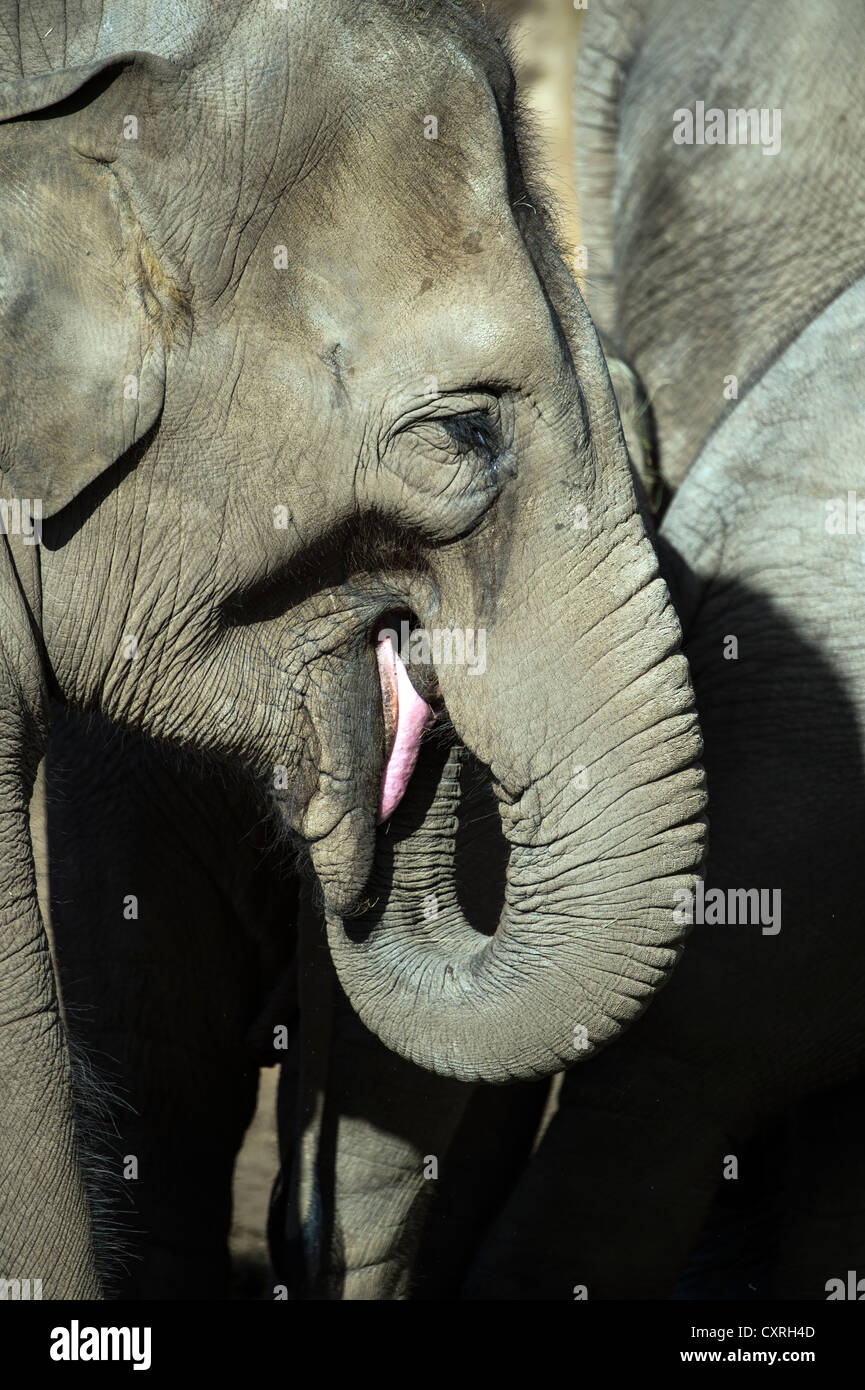 Elephant trunk curling hi-res stock photography and images - Alamy