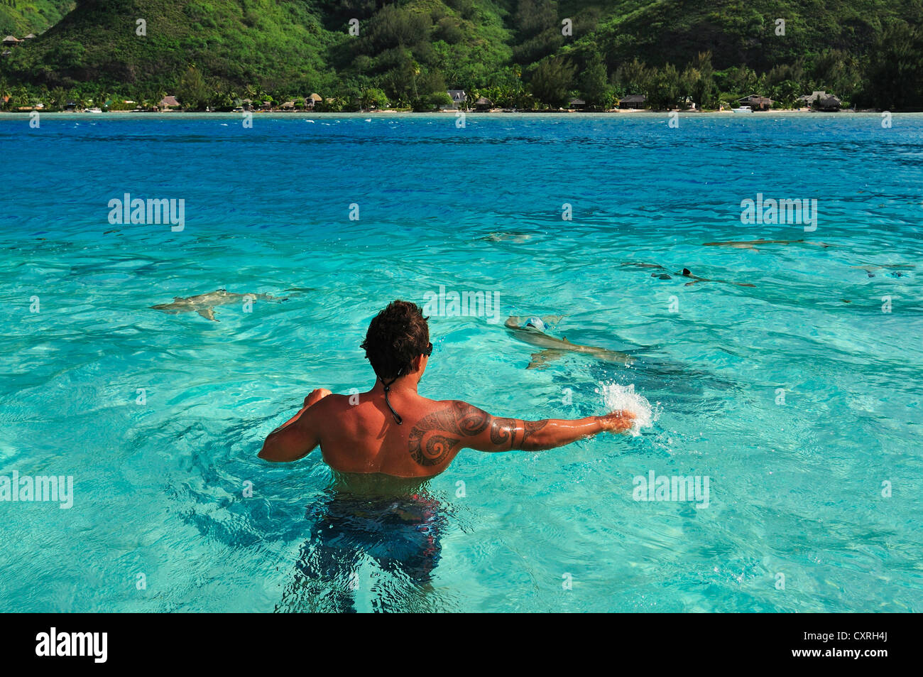 Man swimming with a stingray (Dasyatis sp.), Stingray World, Hauru ...