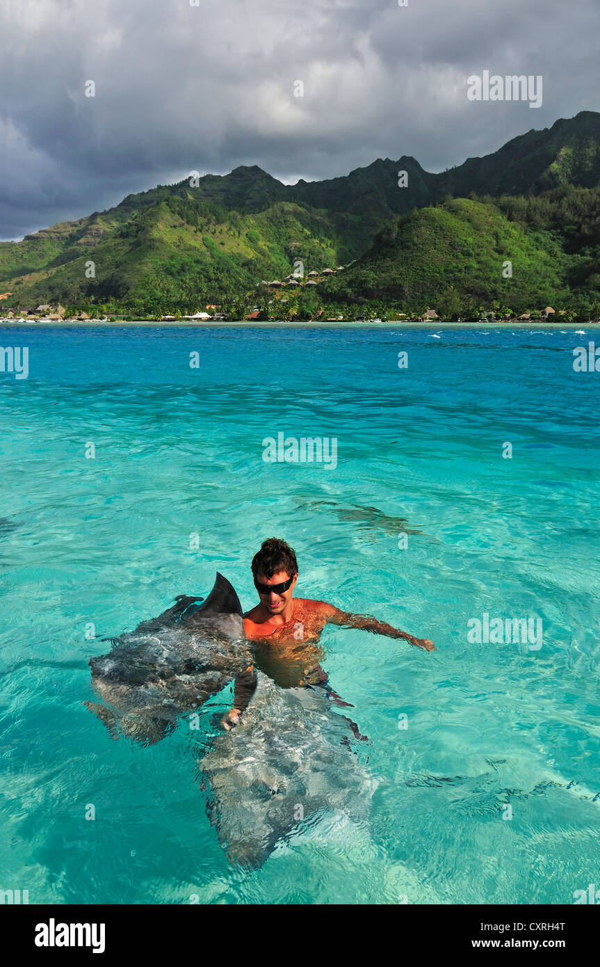 Man swimming with a stingray (Dasyatis sp.), Stingray World, Hauru ...