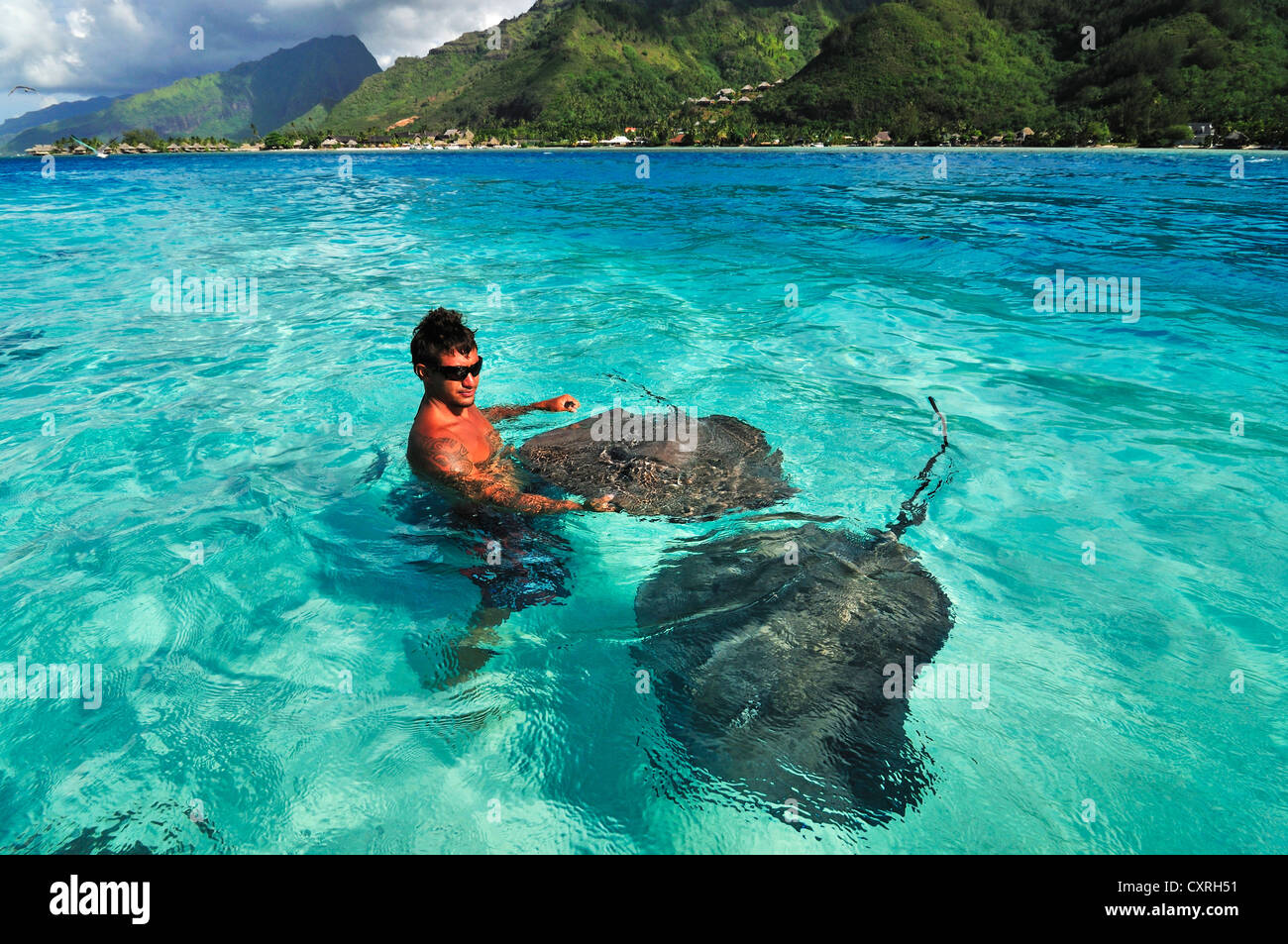 Man swimming with stingrays (Dasyatis sp.), Stingray World, Hauru Point ...