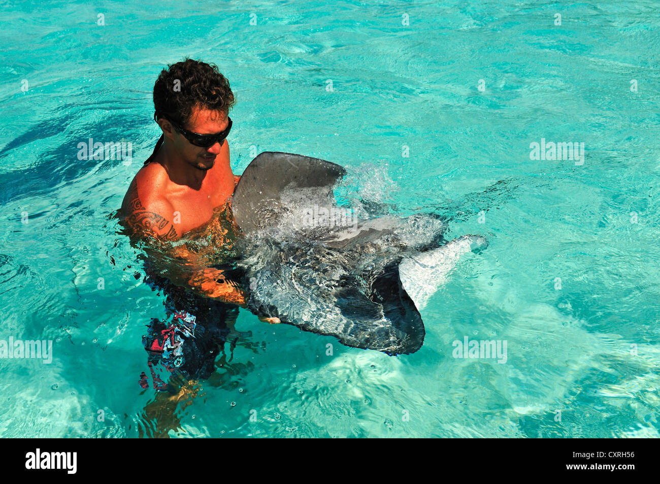 Man swimming with a stingray (Dasyatis sp.), Stingray World, Hauru ...
