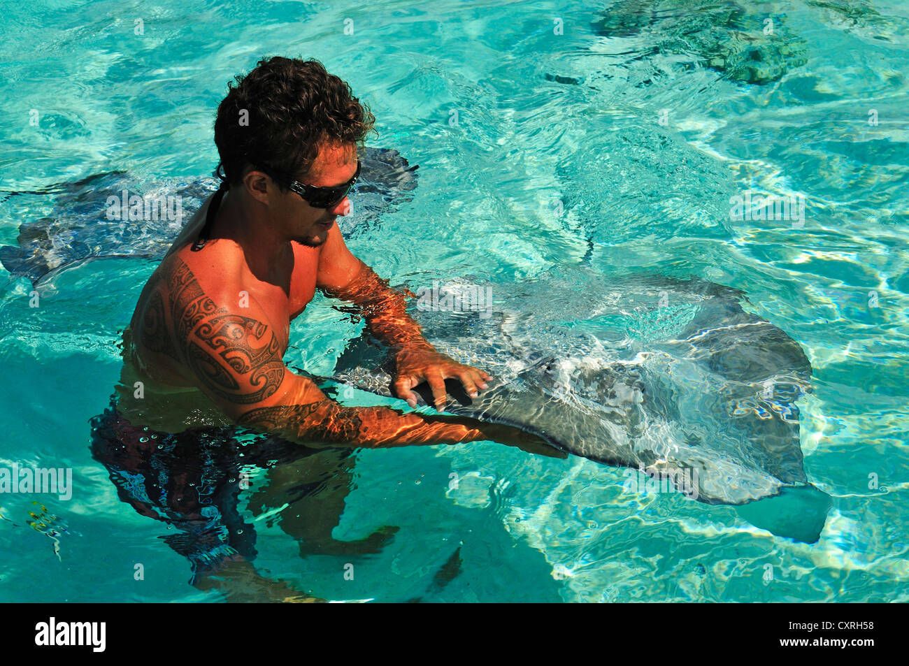 Man swimming with a stingray (Dasyatis sp.), Stingray World, Hauru ...