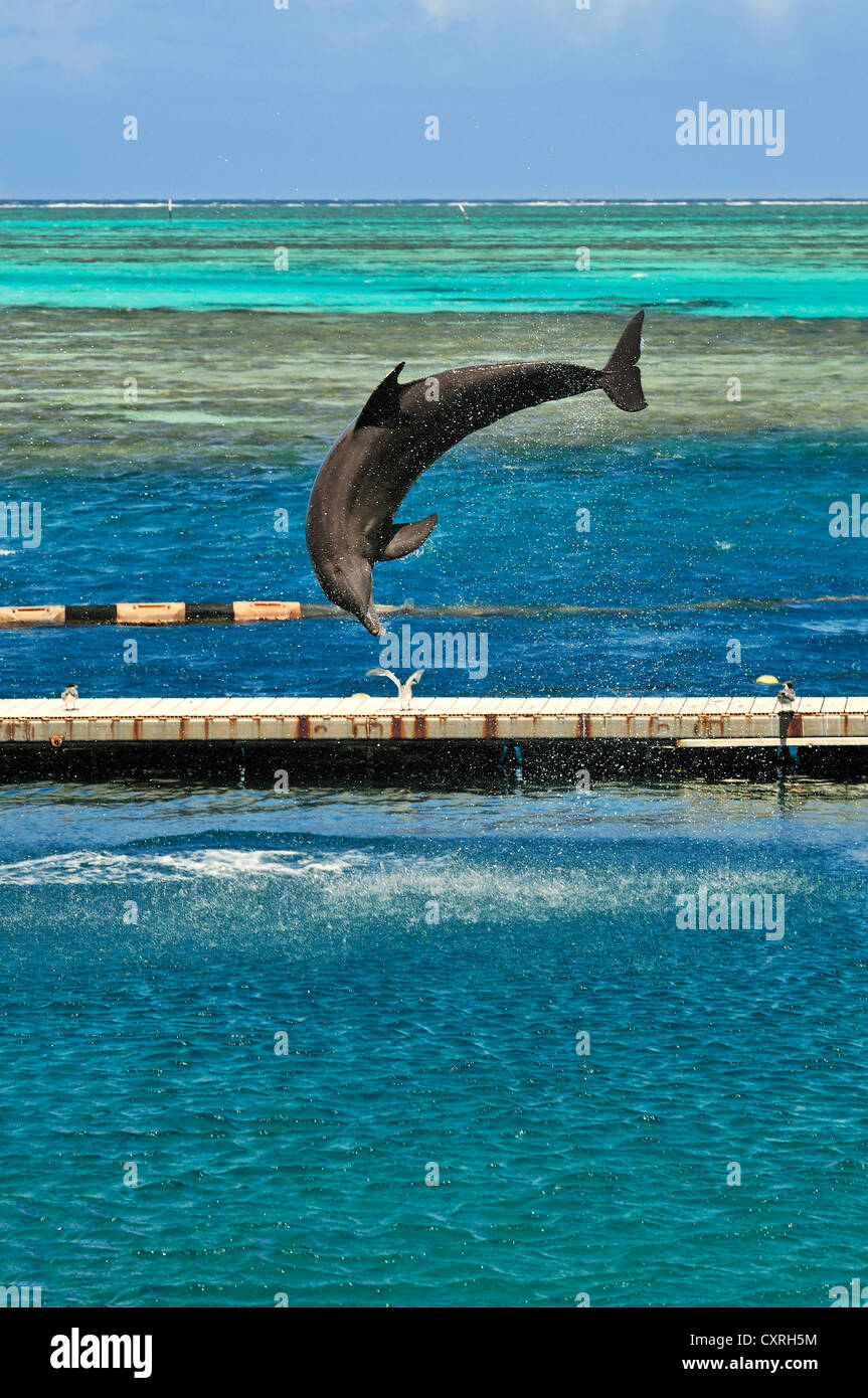 Bottlenose Dolphin (Tursiops truncatus) jumping out of the water ...