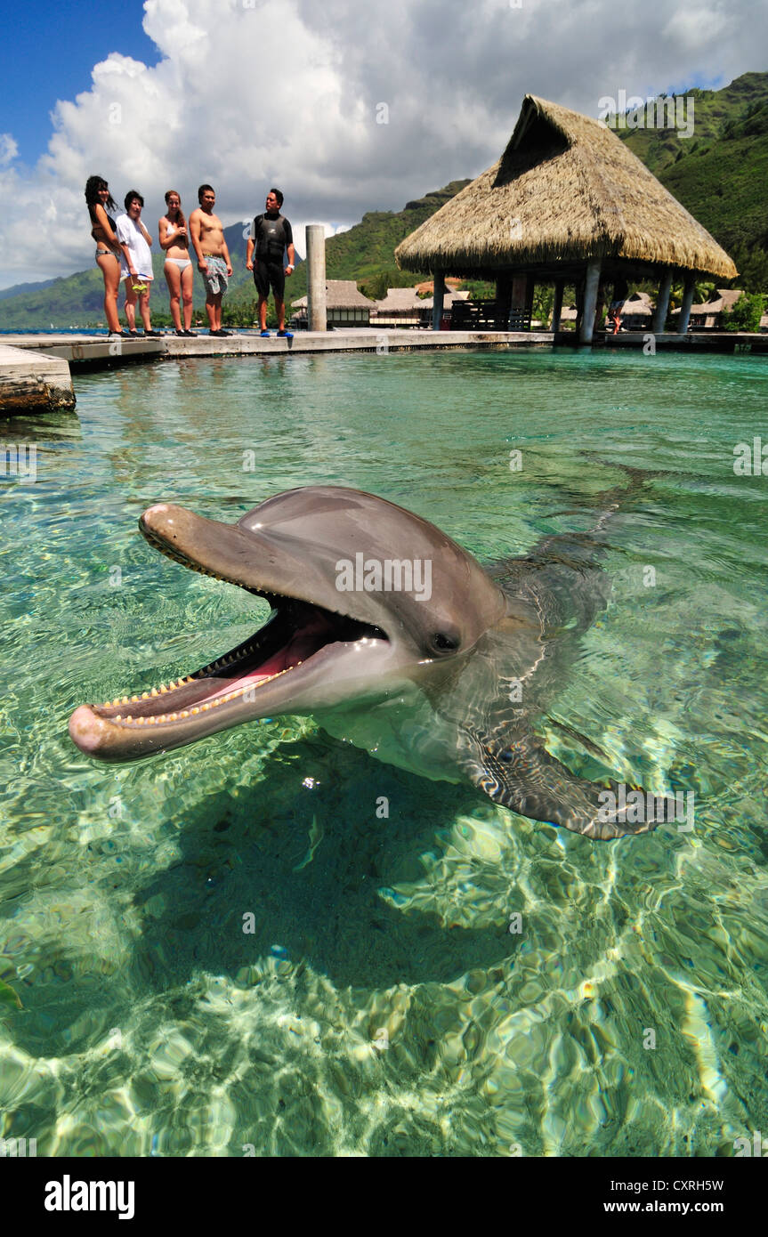 Tourists watching a dolphin, Bottlenose Dolphin (Tursiops truncatus ...