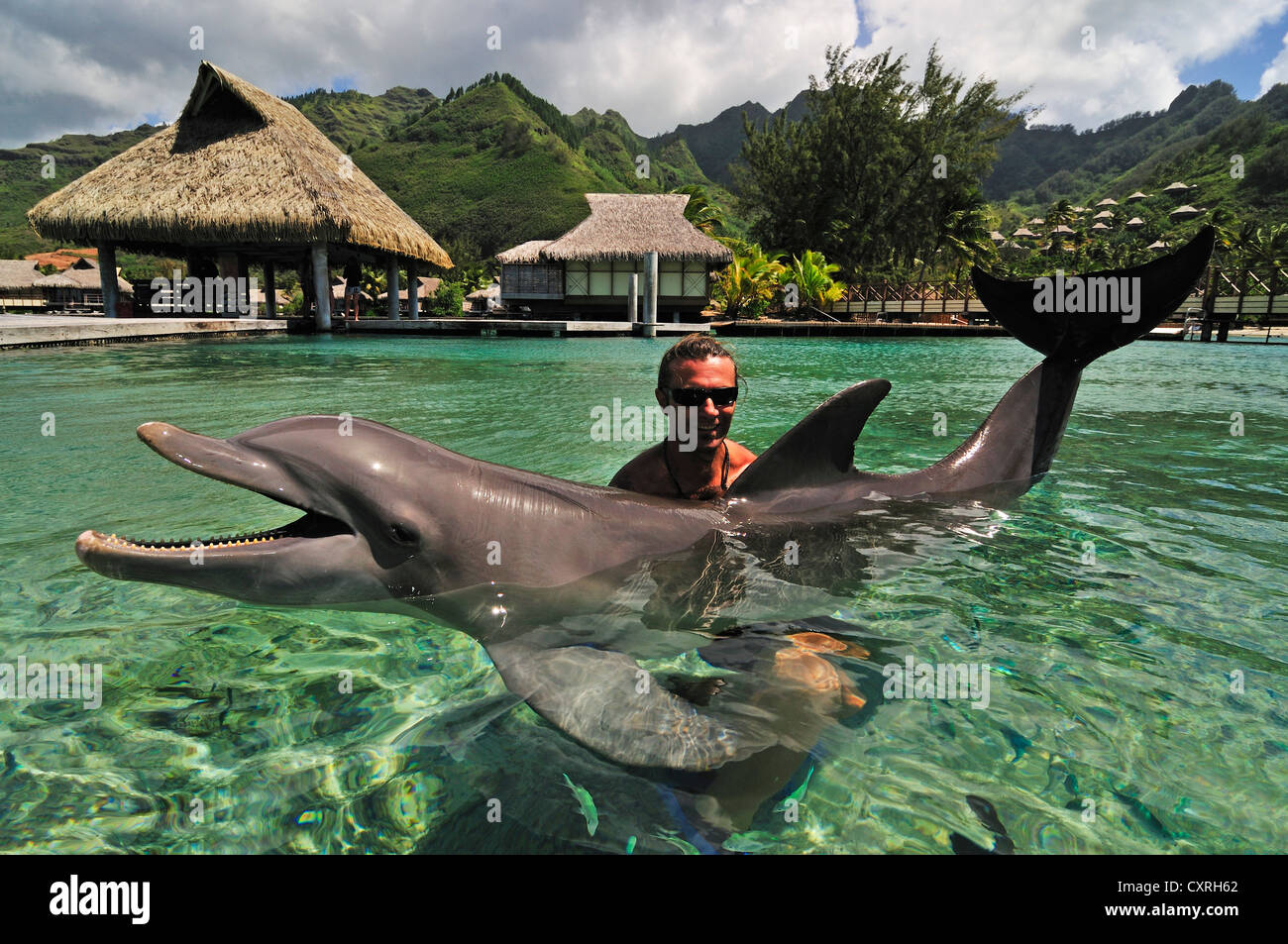 Man with a dolphin, Moorea Dolphin Center, Hotel Intercontinental ...