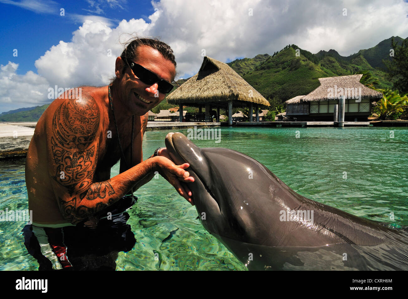 Man with a dolphin, Moorea Dolphin Center, Hotel Intercontinental ...