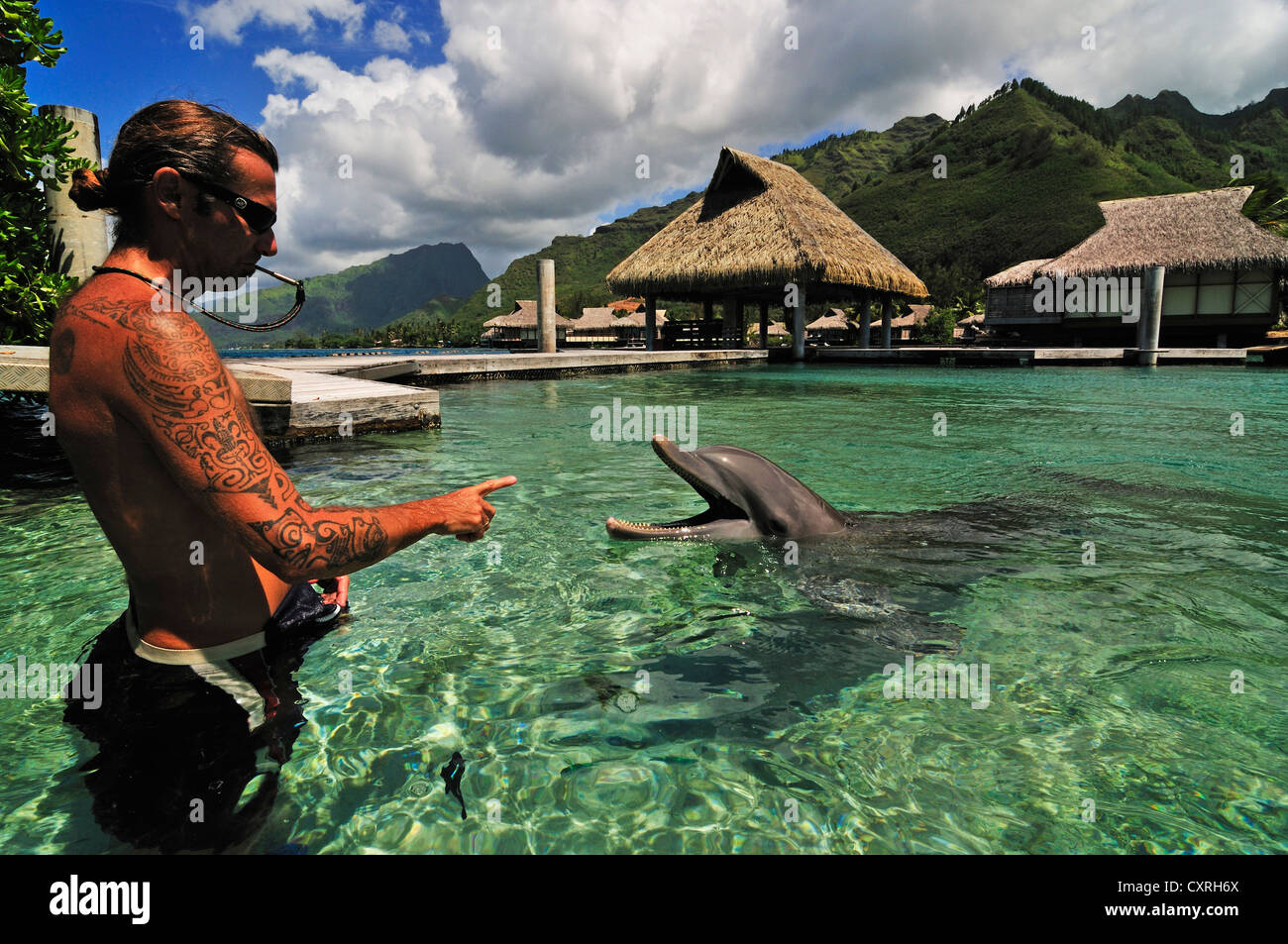 Moorea Dolphin Center, Hotel Intercontinental, Westward Islands ...