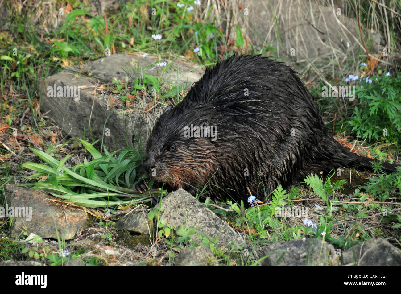 Beaver eating leaves Stock Photo - Alamy