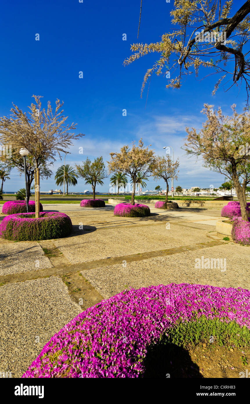Parc de la Mar park, Palma, Majorca, Mallorca, Balearic Islands, Spain ...