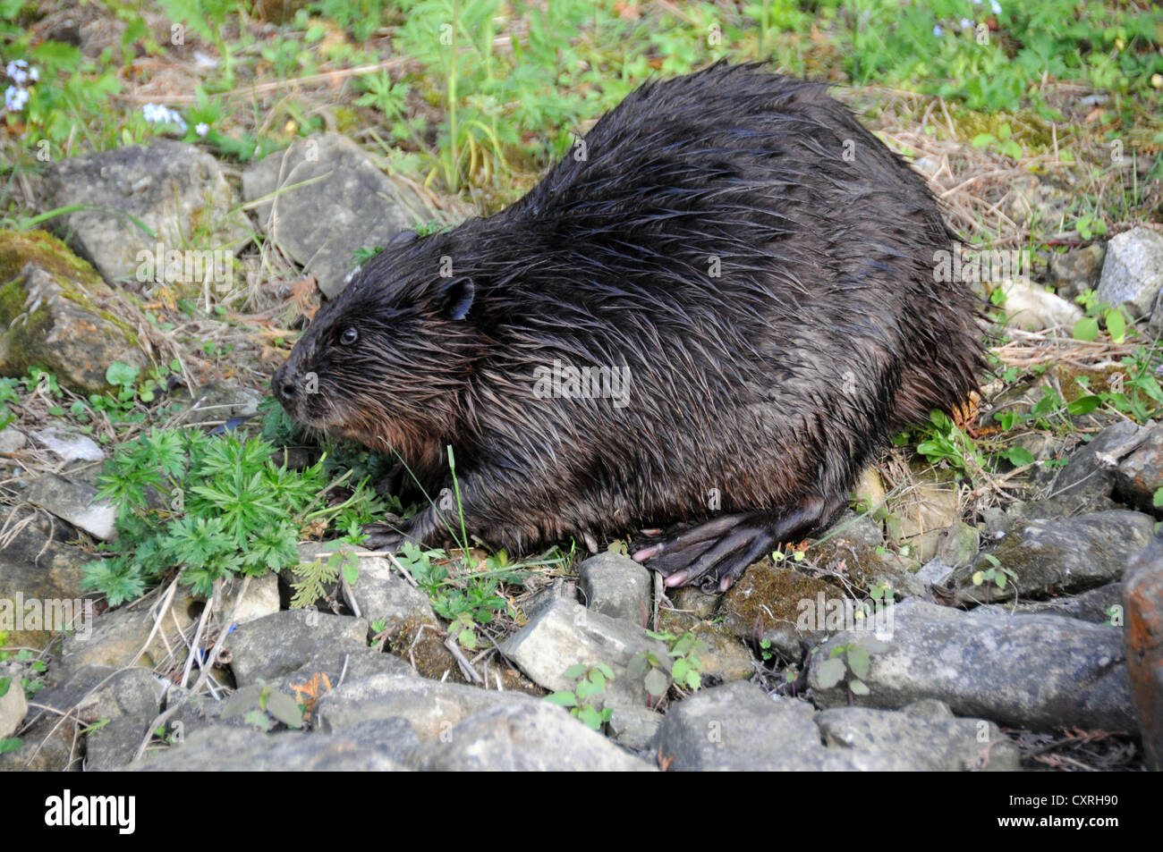 Wild beaver in Ontario, Canada Stock Photo - Alamy