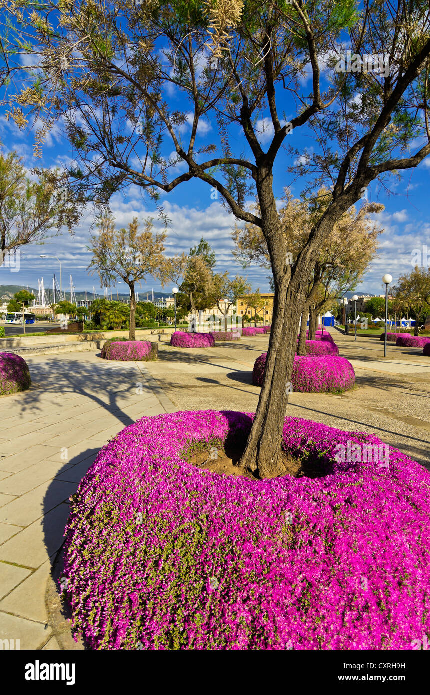 Palma mallorca park hi-res stock photography and images - Alamy