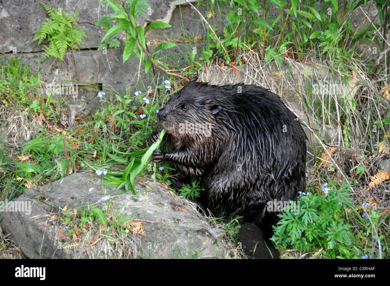 Animal eating leaves hi-res stock photography and images - Alamy