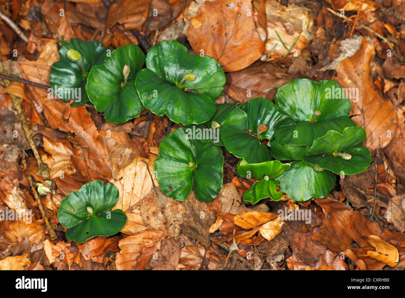 Seedlings, European beech (Fagus sylvatica), on the forest floor in a ...