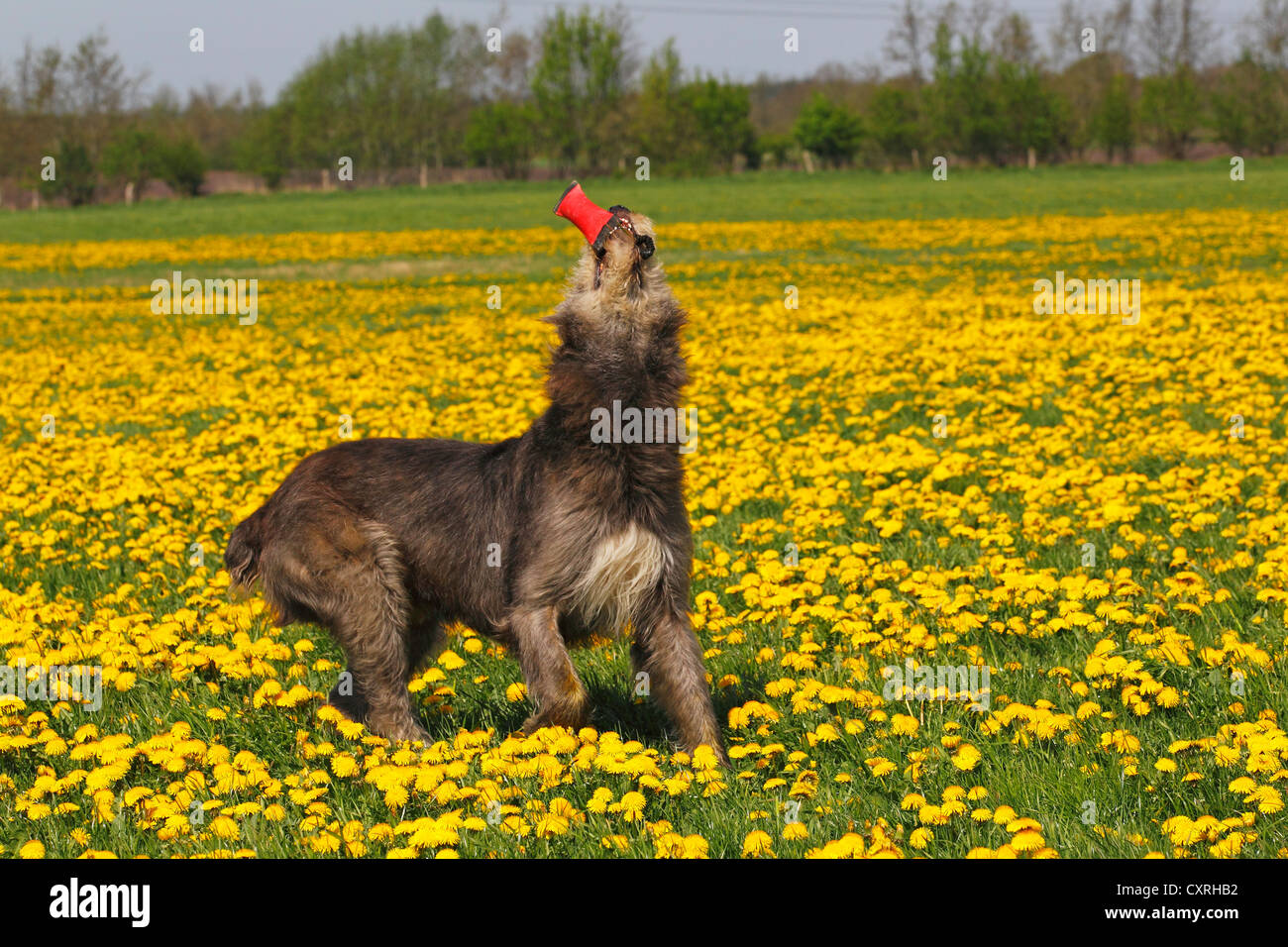 Irish wolfhound dog (Canis lupus familiaris) playing, male Stock Photo ...