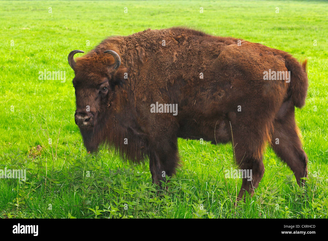 European Bison or Wisent (Bison bonasus Stock Photo - Alamy